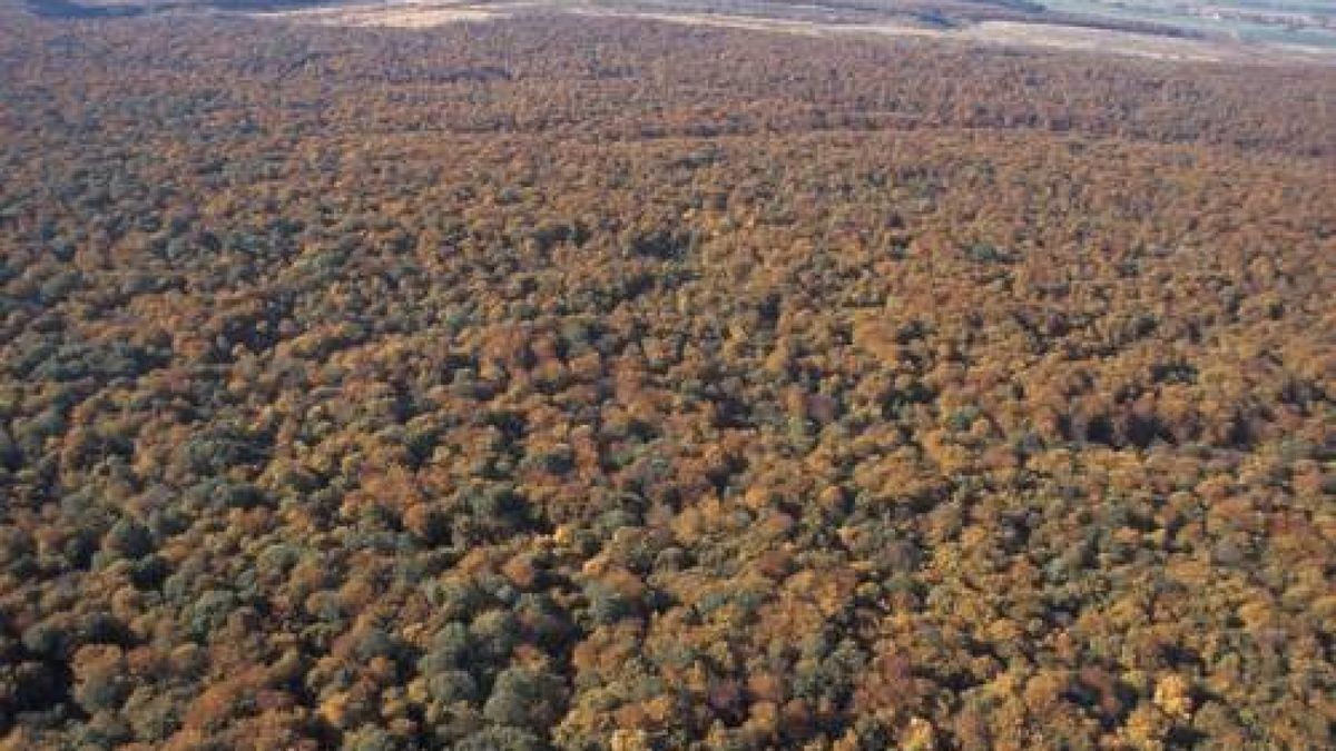 Der Lebensraum Laubwald in Bildern