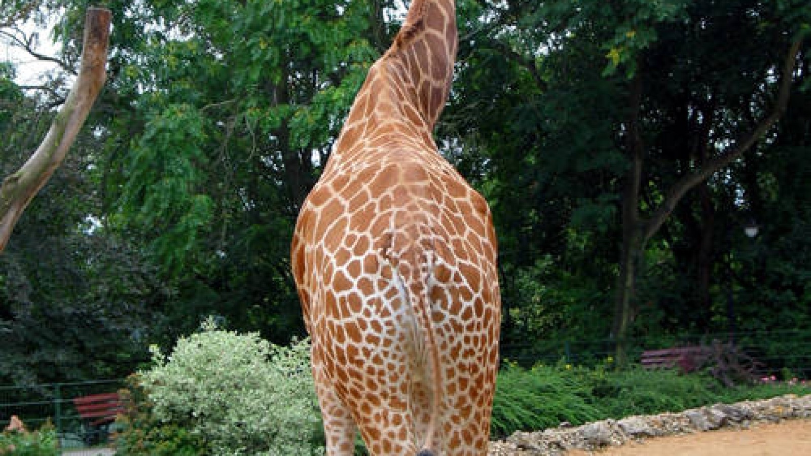 Giraffe Gunda war trächtig - die Todesursache ist noch unklar