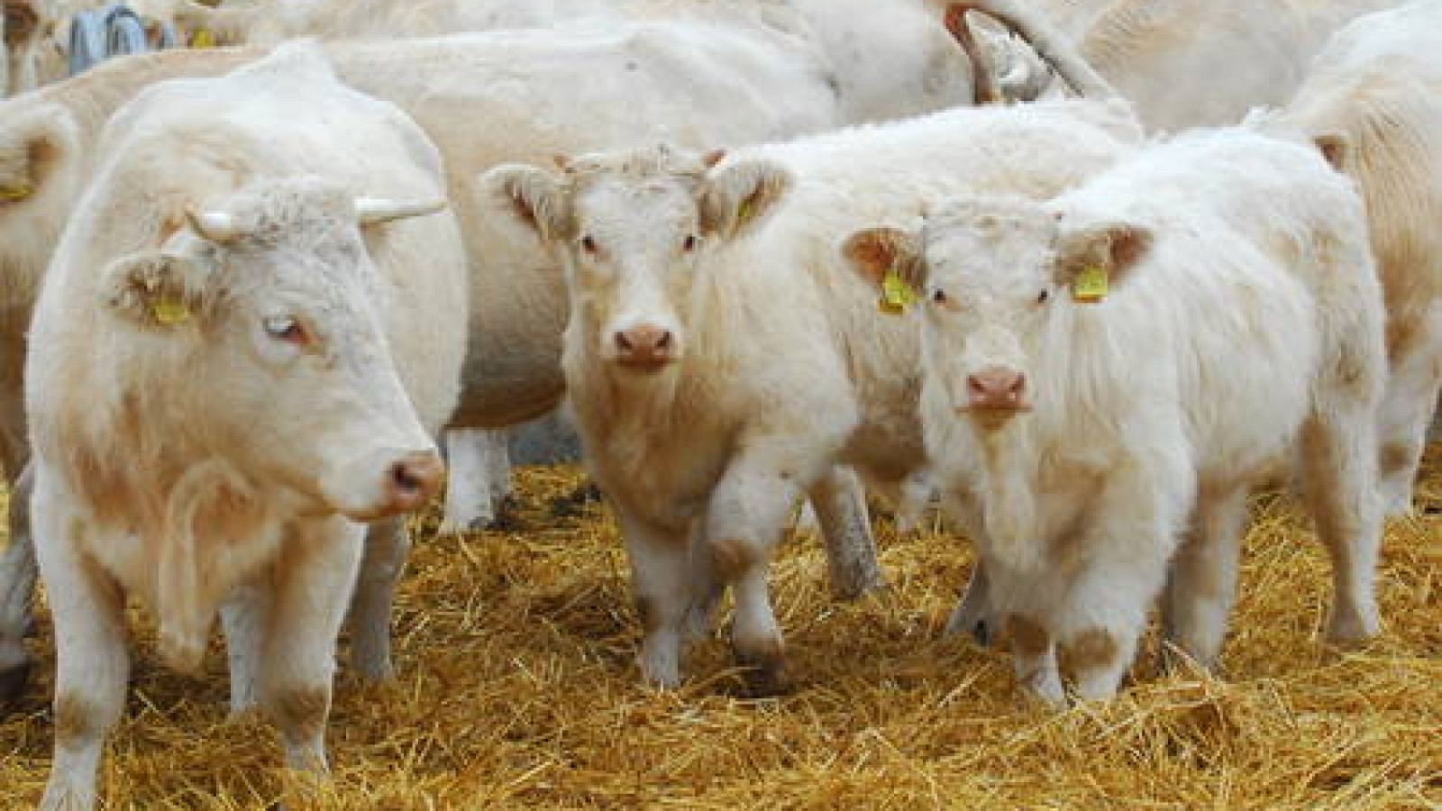 Mit dem Bauern durchs Jahr: Die Rinder sind lieber draußen