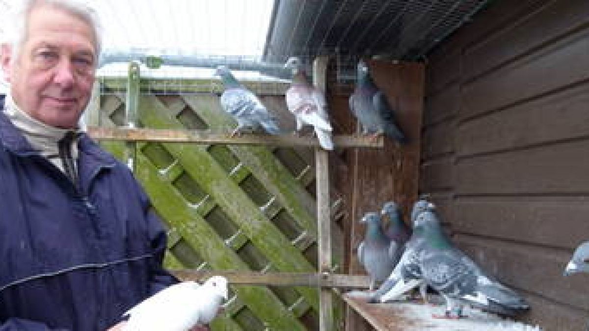 Taubenzüchter in Neuhaus mit Zukunftssorgen