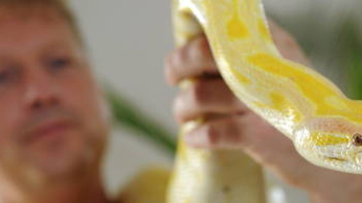 15 Millionen Jahre alt: Wirbel einer Riesenschlange entdeckt