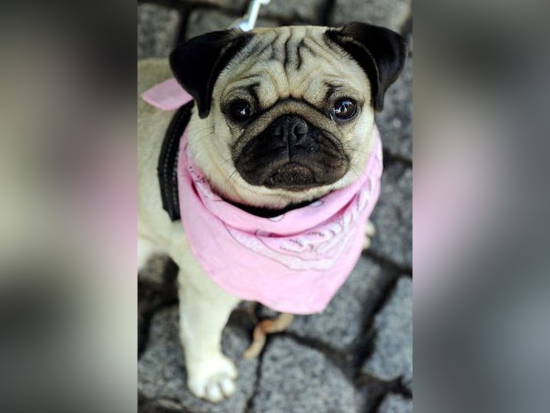 Paulas Welt (37): Wenn der Mops gut betucht ist