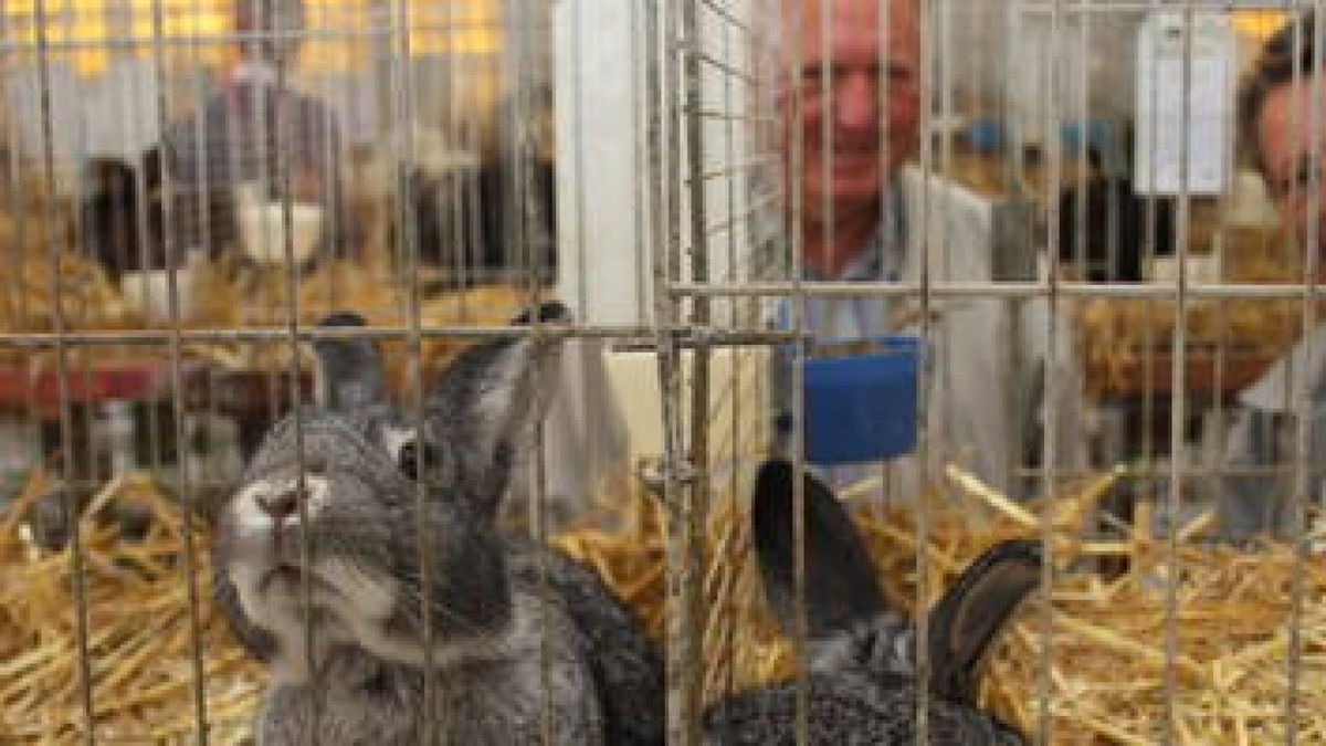 340 Langohren zur 18. Kreisjungtier-Ausstellung in Pölzig