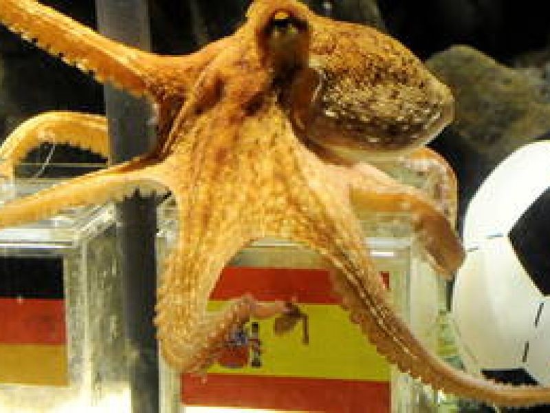 Nachfolger von Krake Paul soll Ergebnisse der WM tippen