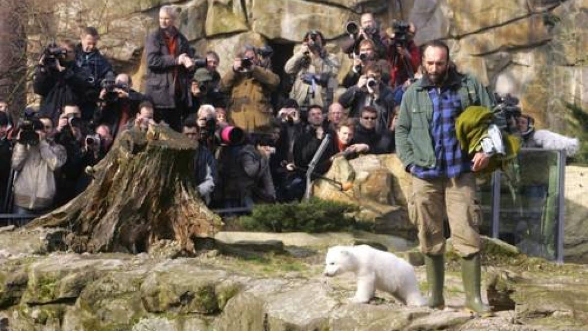 Rückblick: Der Berliner Eisbär Knut