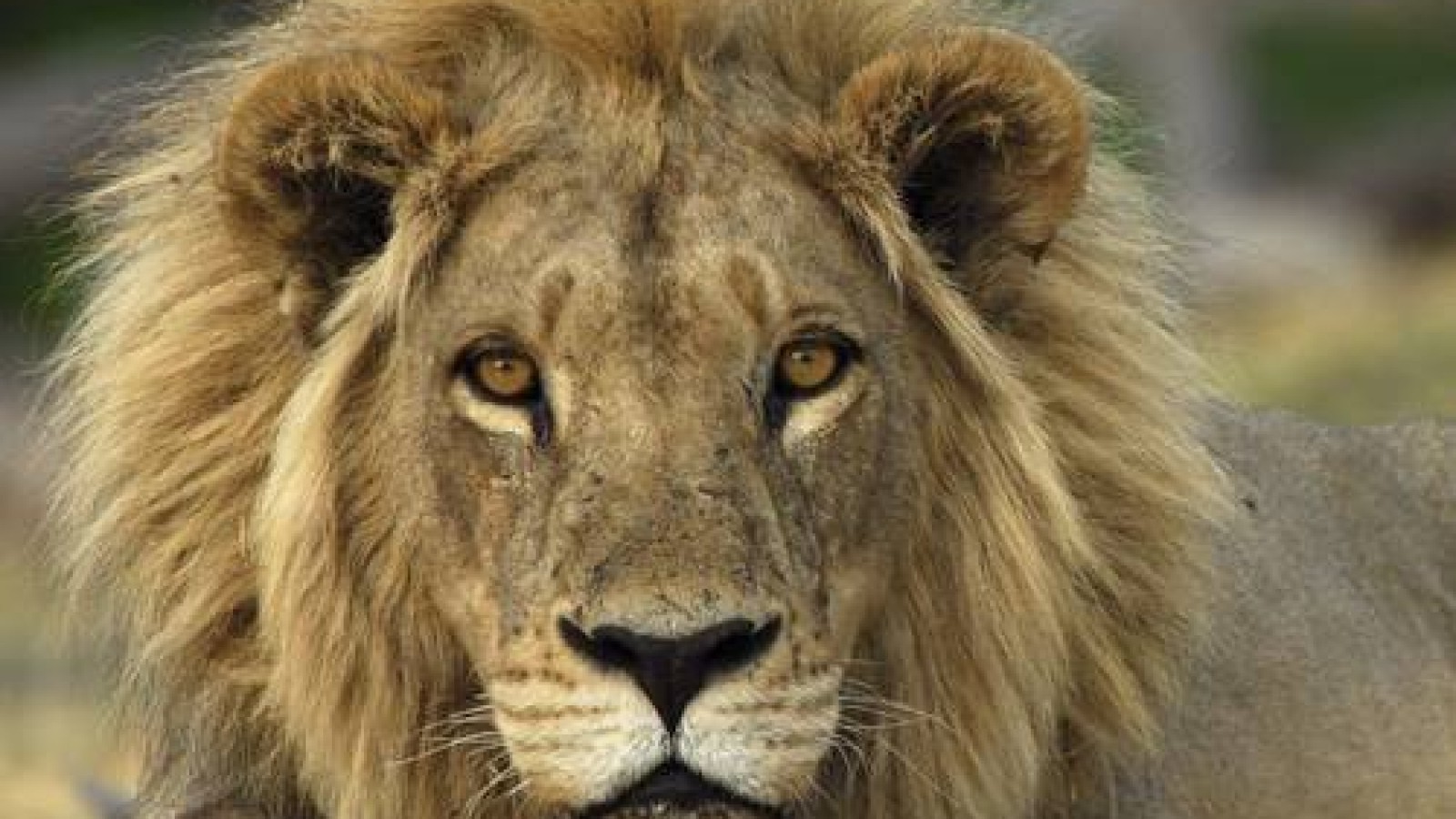 Forscher entdecken immer wieder neue Tierarten