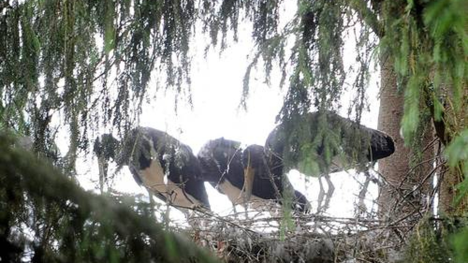 Mit dem Ornithologen Carsten Rohde nahe Lehesten unterwegs