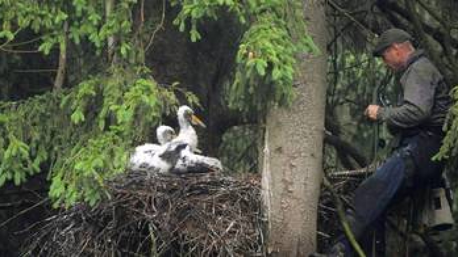 Mit dem Ornithologen Carsten Rohde nahe Lehesten unterwegs