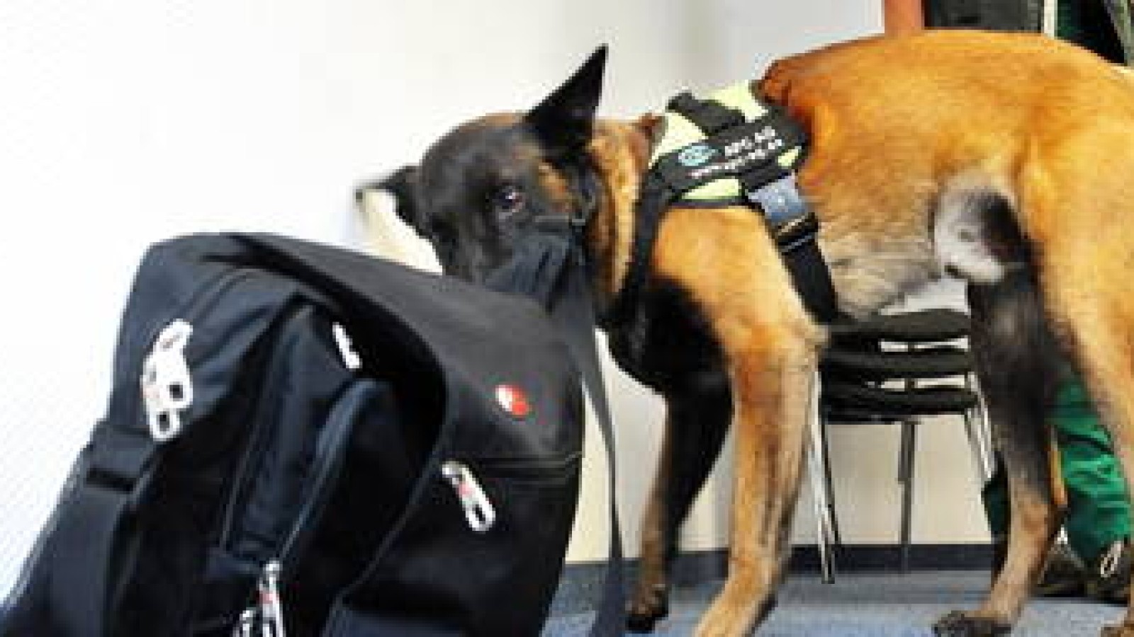 Der erste Bettwanzenhund in Europa kommt aus Thüringen