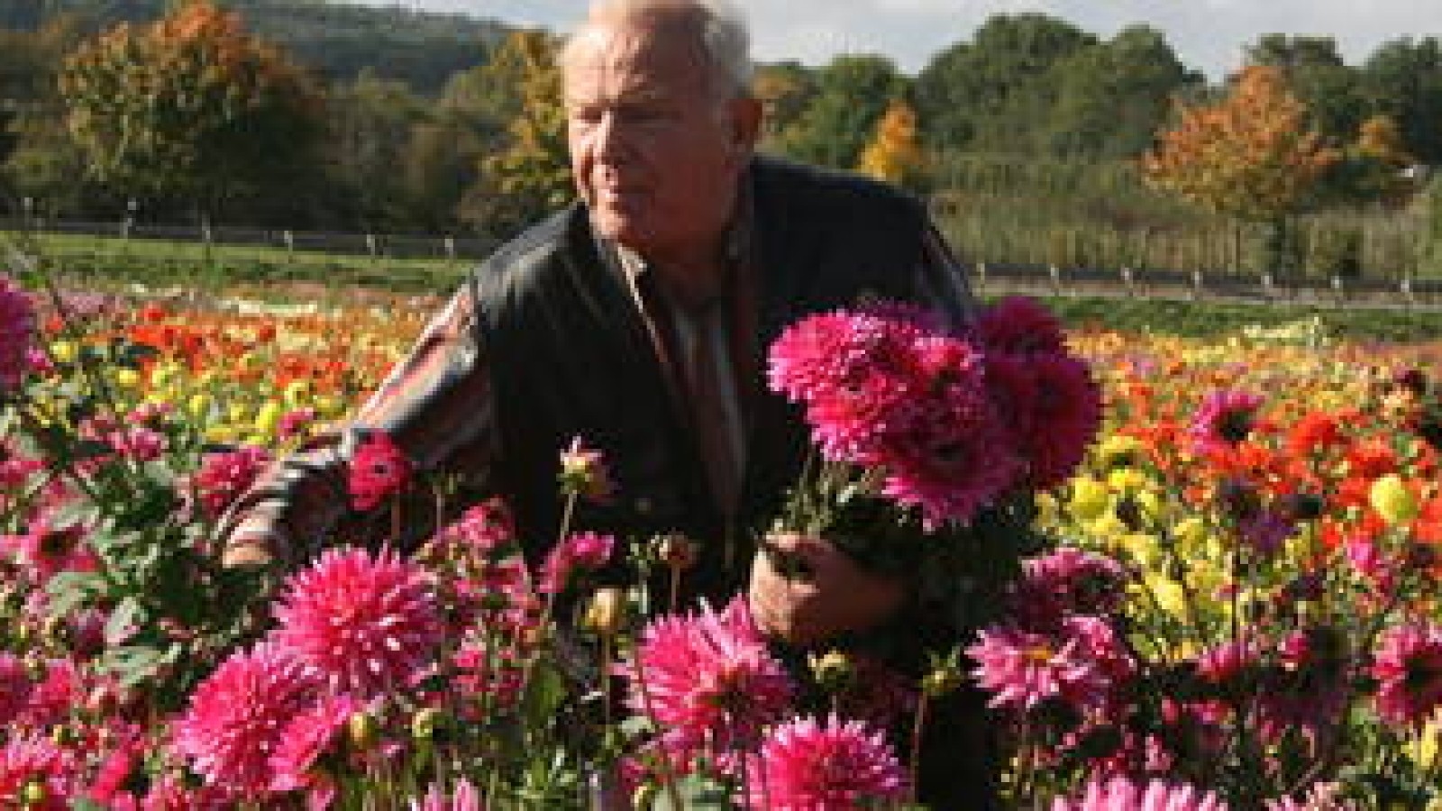 "Otto Dix" siegt: Bad Köstritzer Dahlien-Züchter Heinz Panzer geehrt