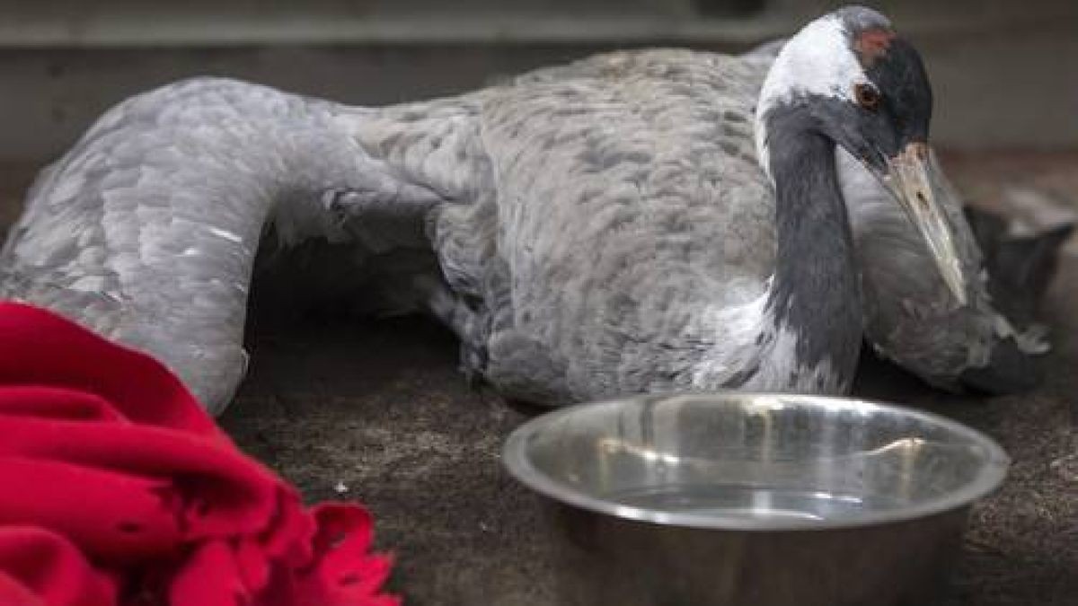 Kraniche erholen sich in der Vogelschutzwarte Seebach