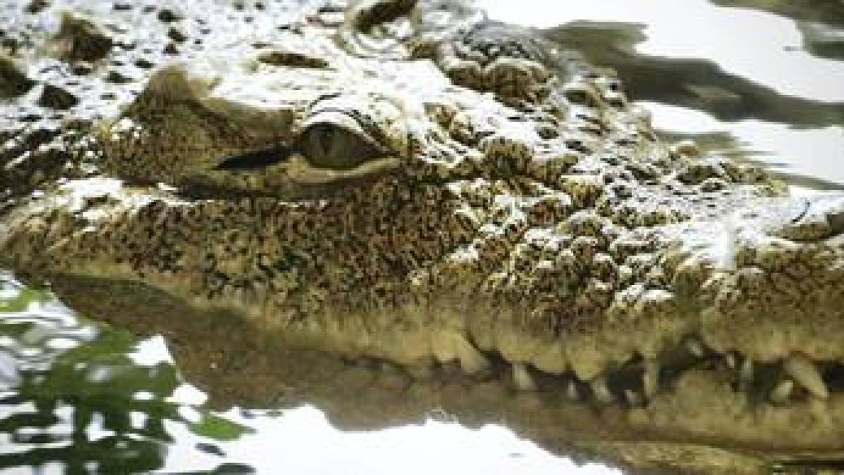 Afrikanisches Krokodil lebt im Wasserwerk