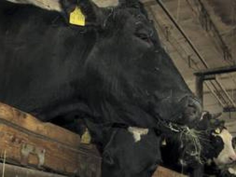 Kampf um Land: Nach Übernahme beobachten Bauern Agrar-Milche ...