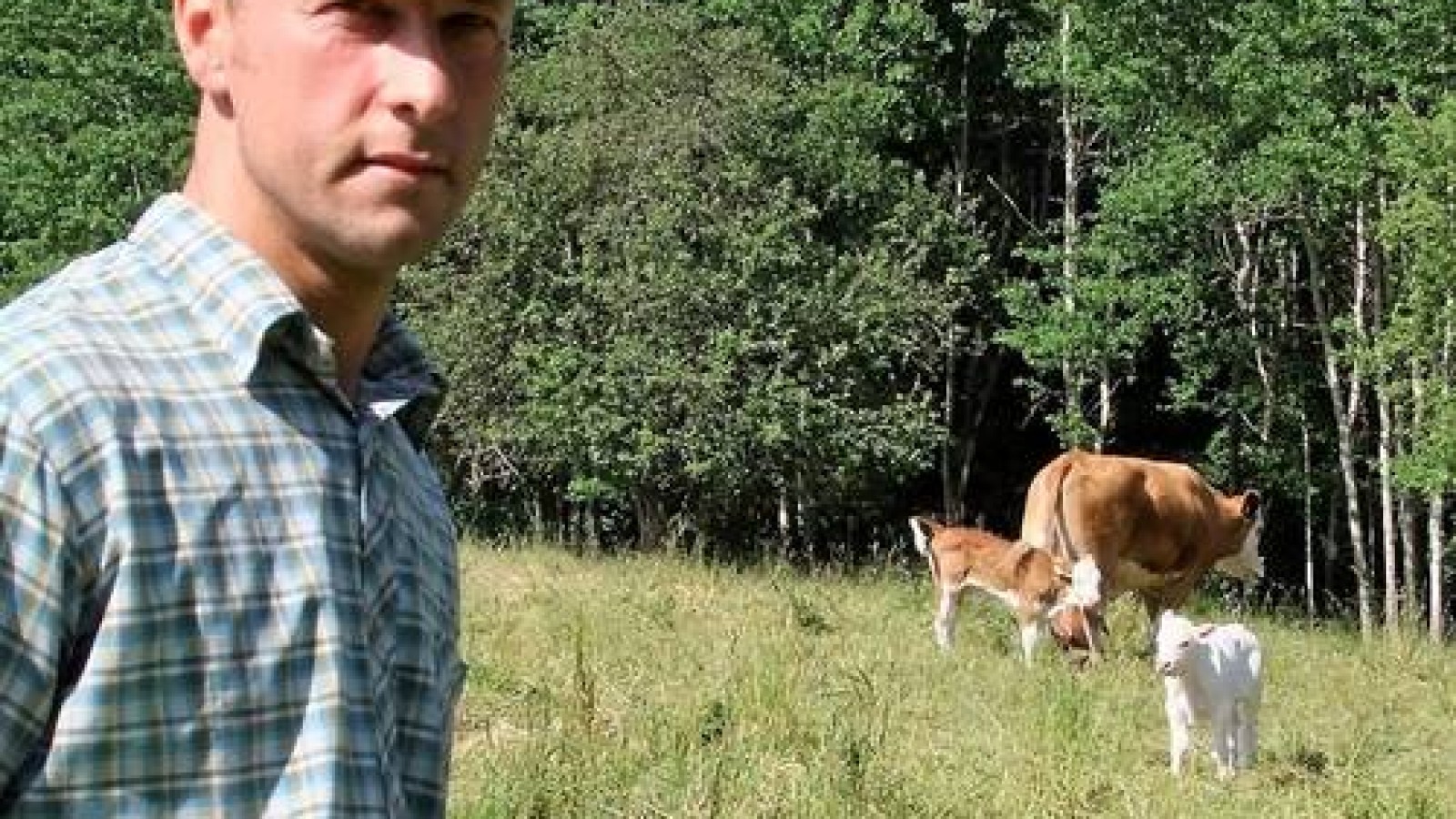 Abgenagt bis auf die Rippen: Dieses Mal angefressenes Kalb auf Weide in ...