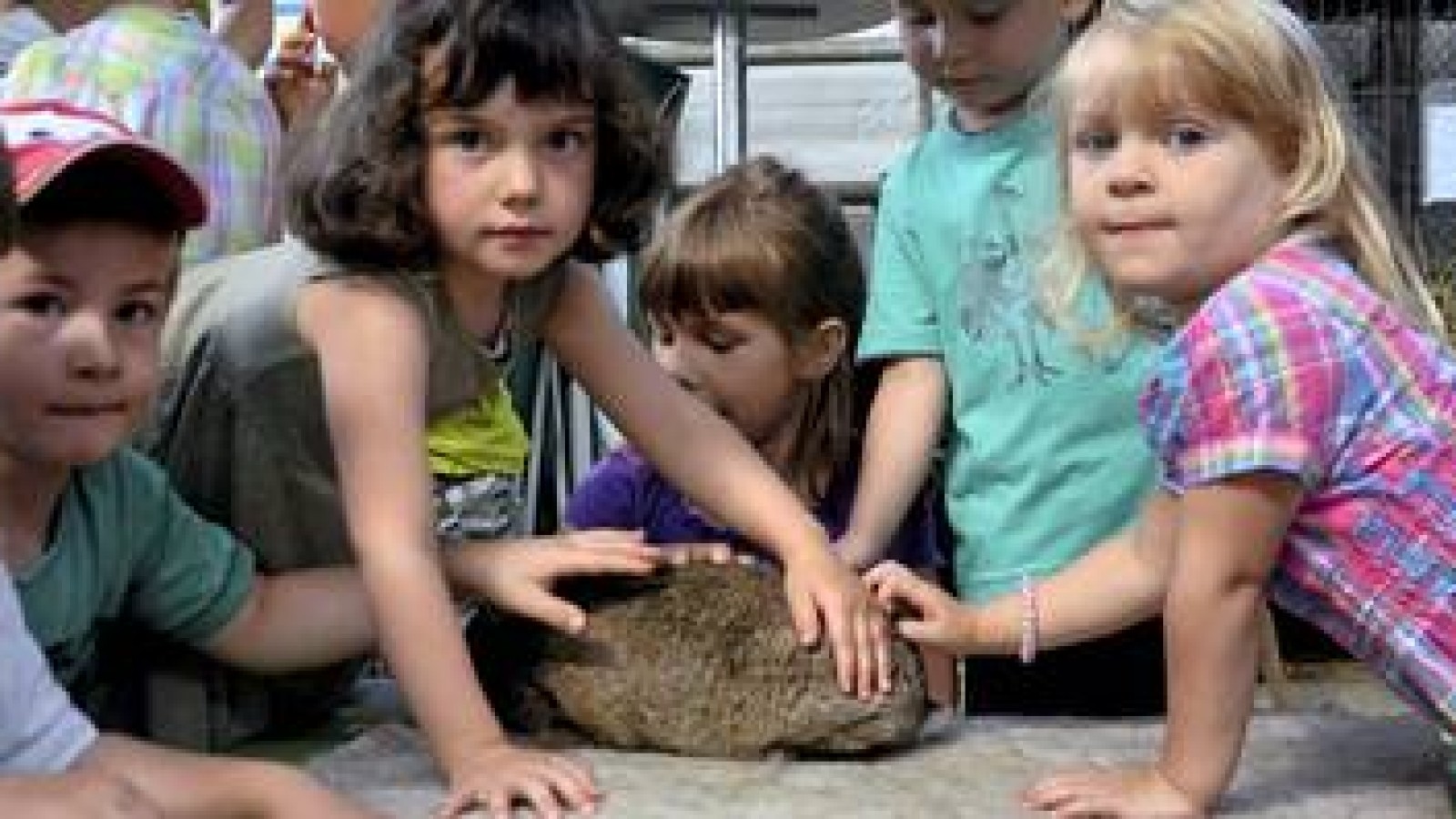 Widder, Schecke und Rex zur Rassekaninchen-Jungtierschau in Aubitz