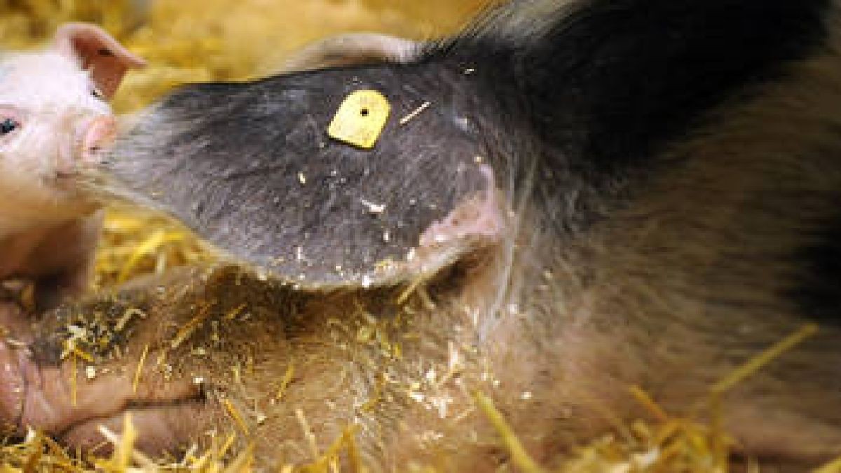 Behörden achten bei Kontrollen in Thüringen stärker auf schwache Ferkel