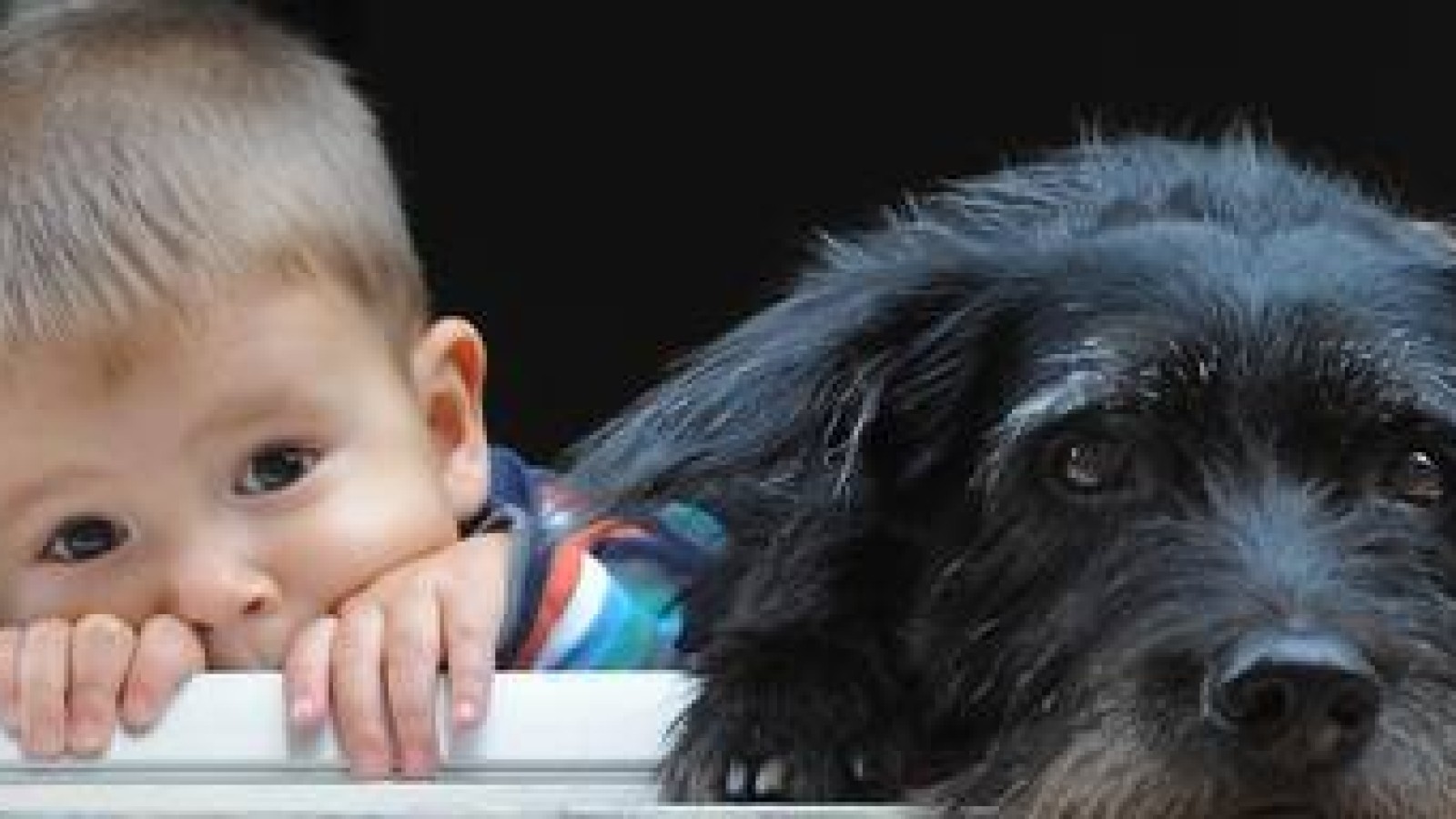 Guter Rat: So gewöhnt sich der Haushund an den Nachwuchs