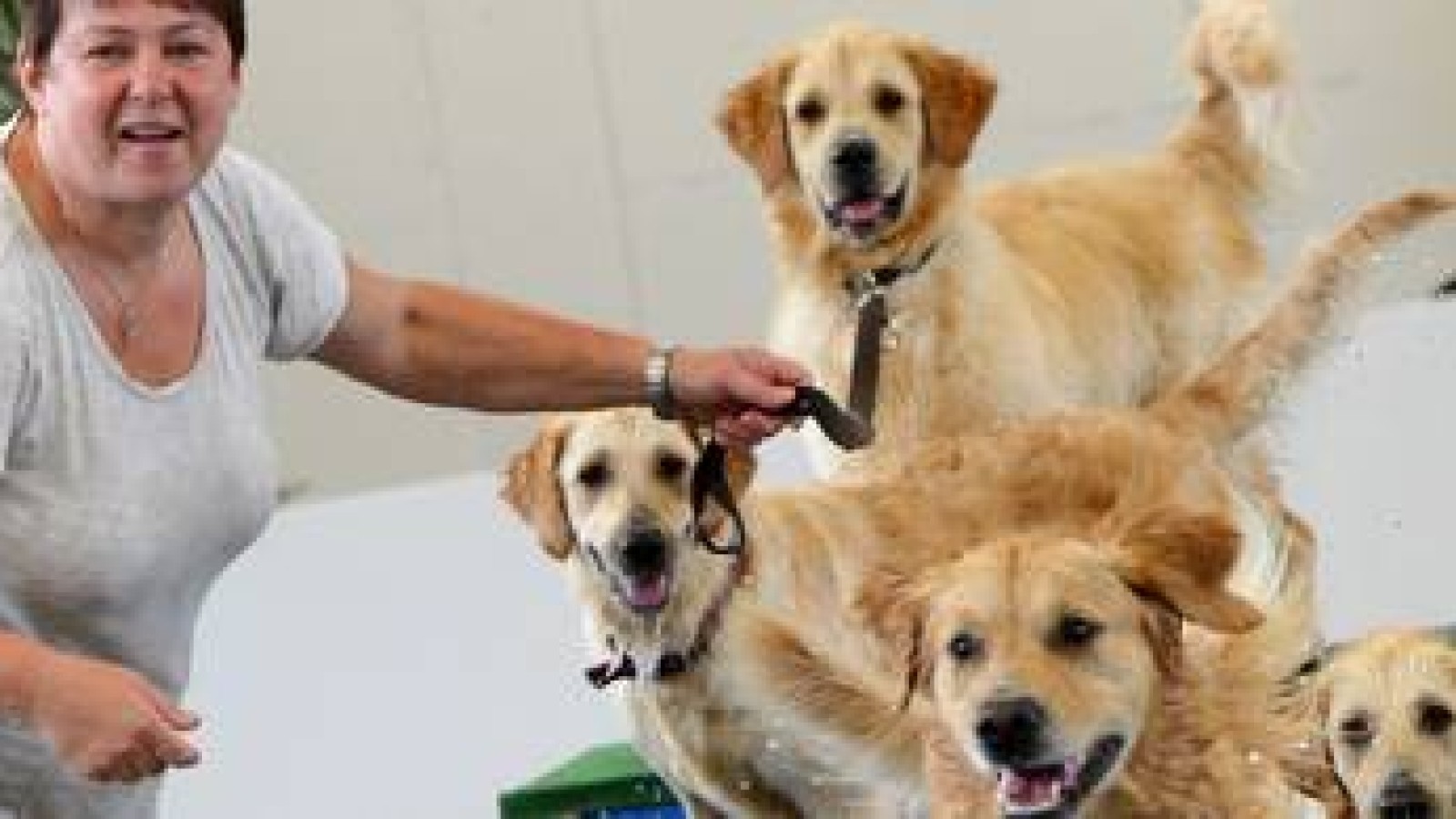 Planschen und Rutschen: Schwimmbad für Hunde