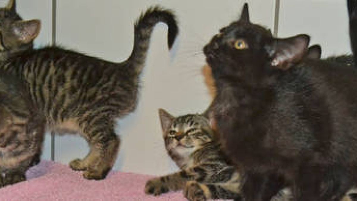 Das Tierheim in Gotha hat eine neue Chefin