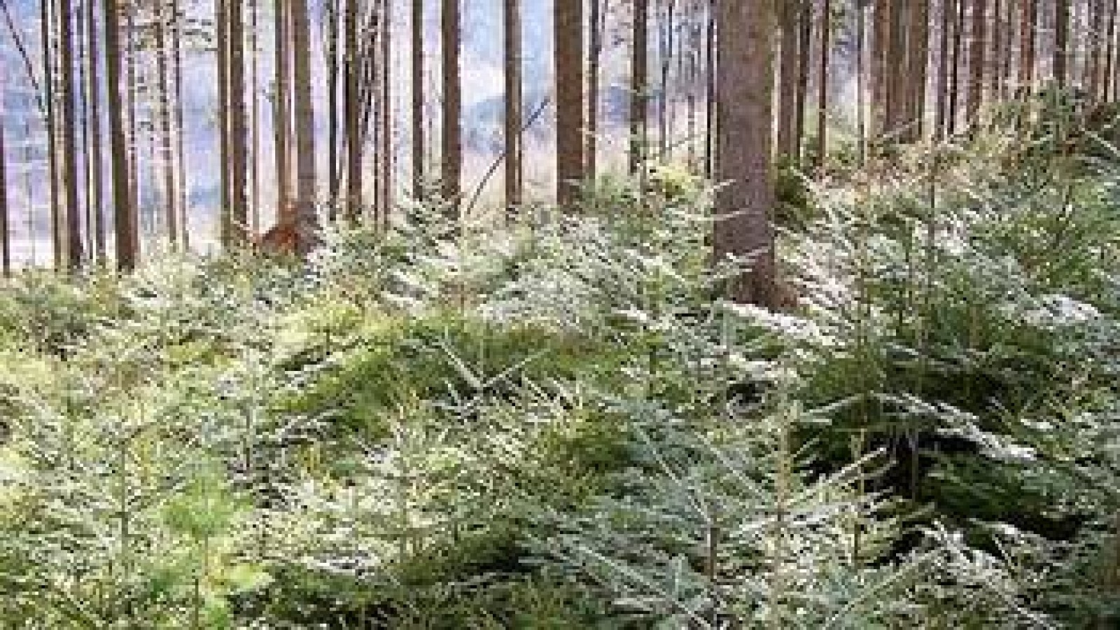 Weißtanne soll im Thüringer Wald heimisch werden
