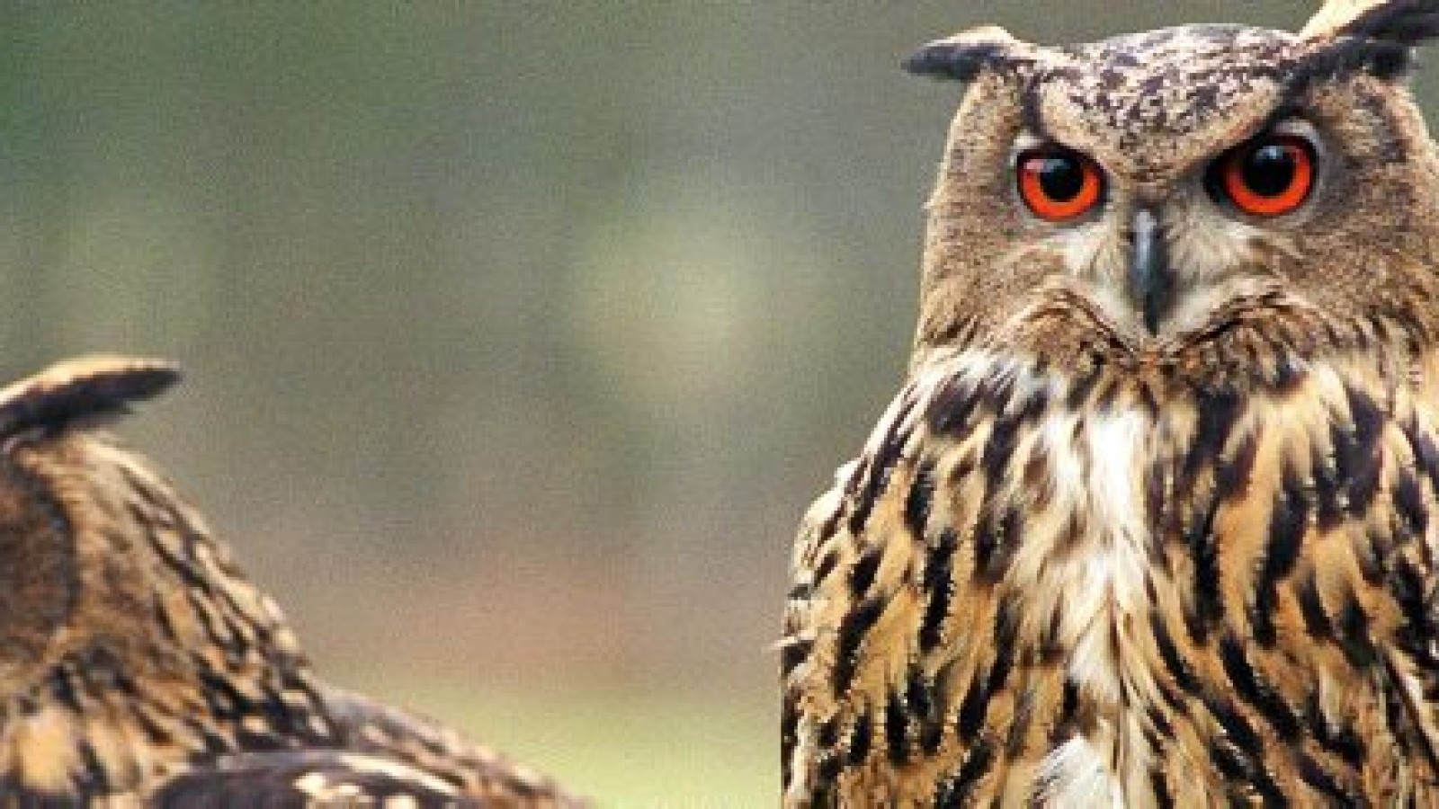 Supervogel: Uhus zählen zu den größten Eulen der Welt