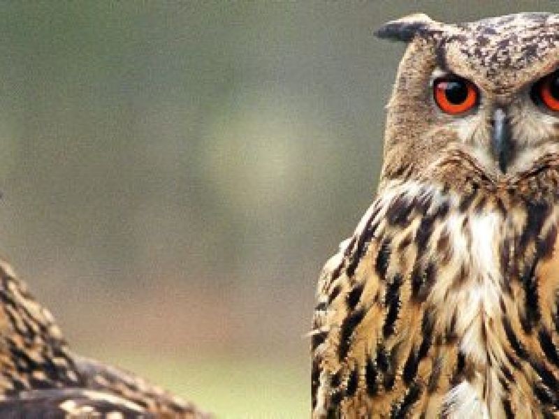 Supervogel: Uhus zählen zu den größten Eulen der Welt