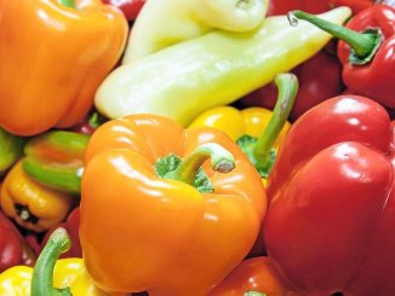 Obst und Gemüse im Erfurter Steiger anbauen