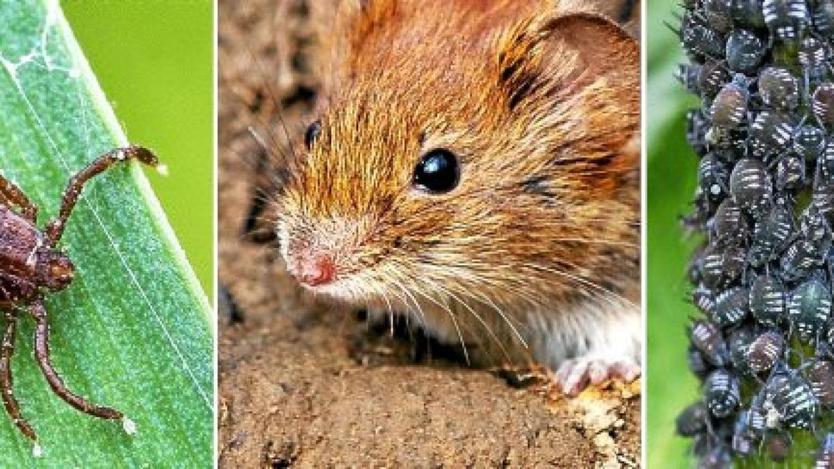 Milder Winter, trockenes Frühjahr: Ideales Wetter für Schädlinge