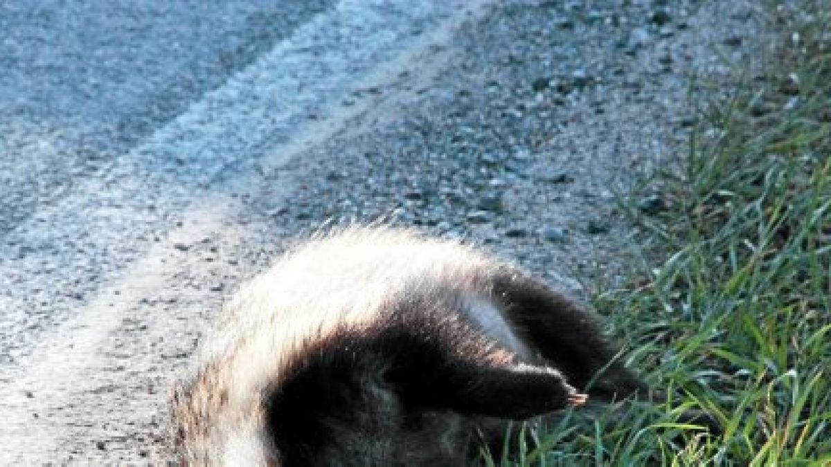 Traurige Begegnung mit einem heimlichen Stadtbewohner in Gera-Röppisch