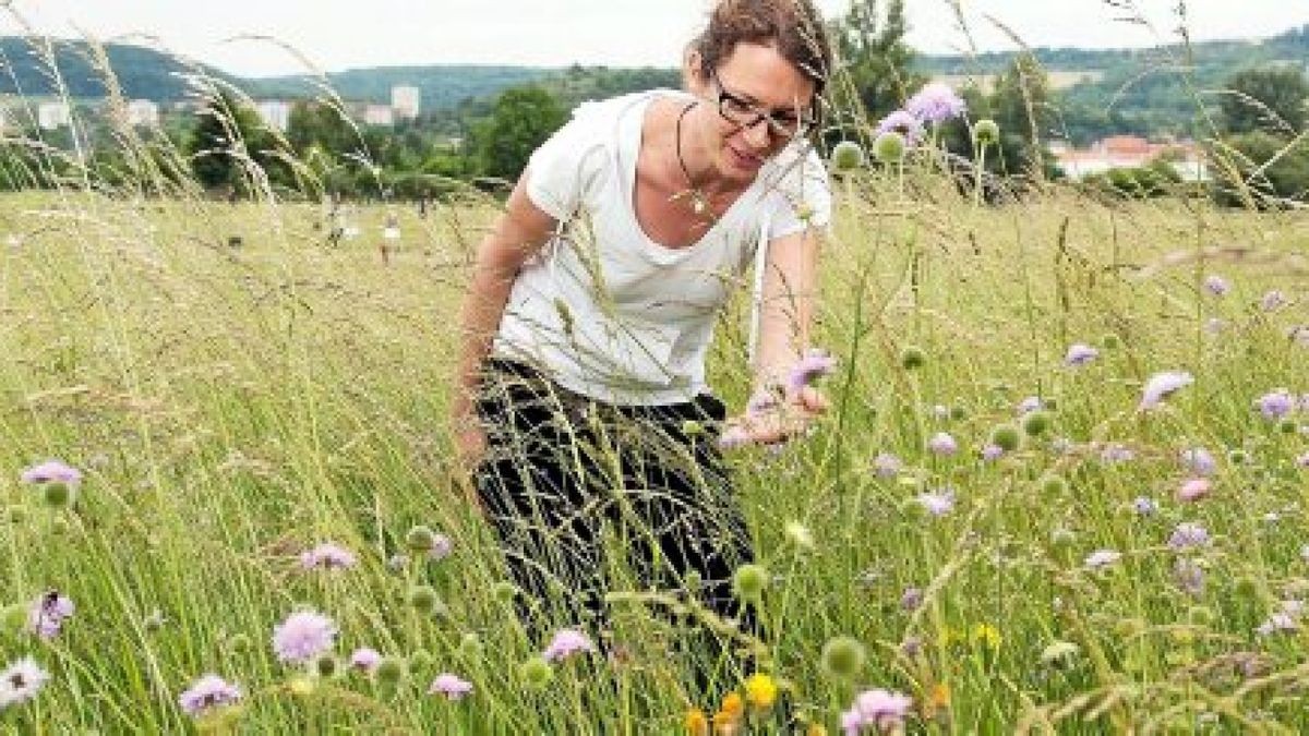Die Wiese als Labor: Hochwasser spült bisherige ökologische Theorien weg