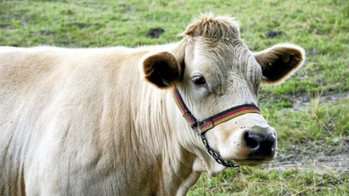 Raritäten der Domestizierung in der Nutztierarche in Schöndorf