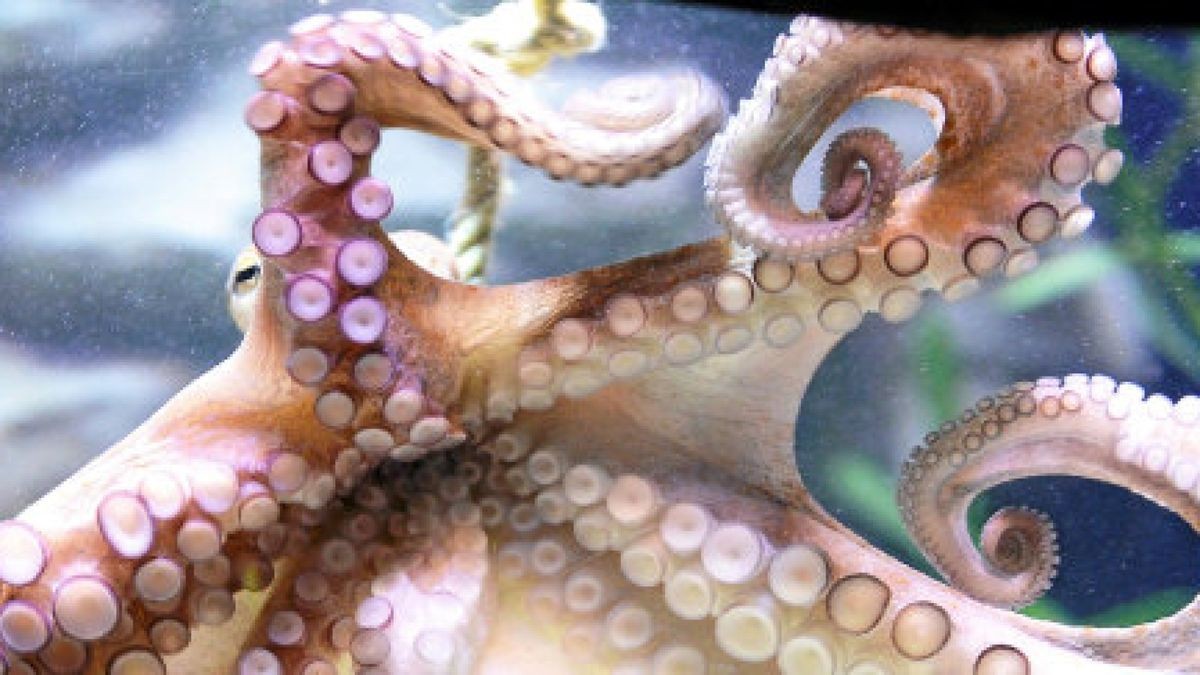 Cleveres Tier: Der Oktopus lebt in der Tiefe