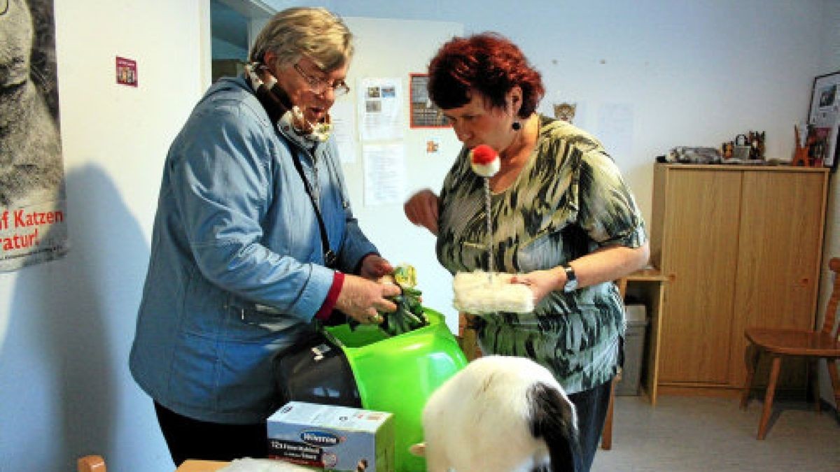 Weihnachten im Oktober in der Geraer Katzenstation