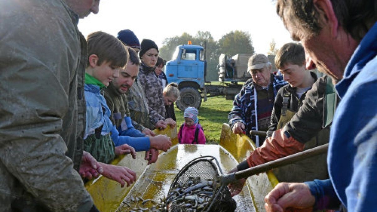 Angeln oder Ernte: Fischen im Fischzuchtbetrieb Milkau in Knau
