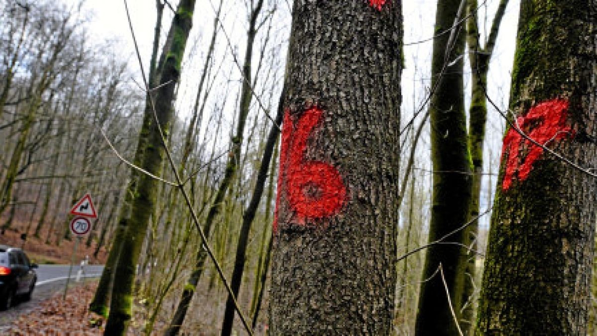 Zwischen Nazza und Falken sind Bäume erkrankt