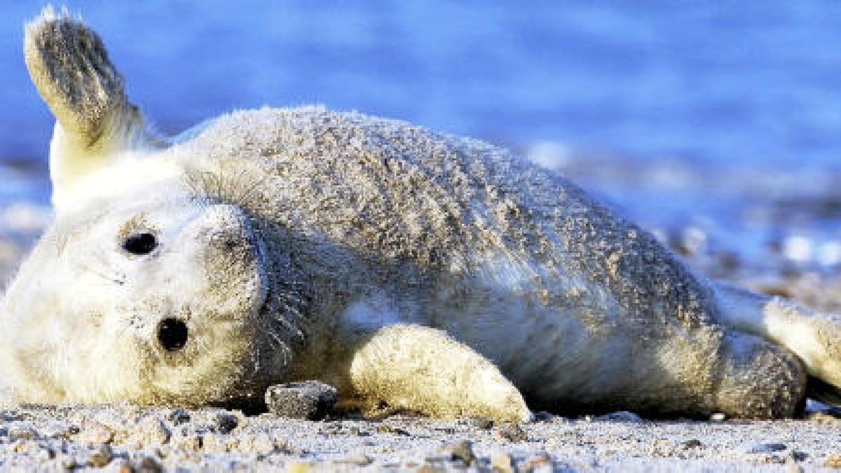 Flauschig und weiß: Robbenbabys