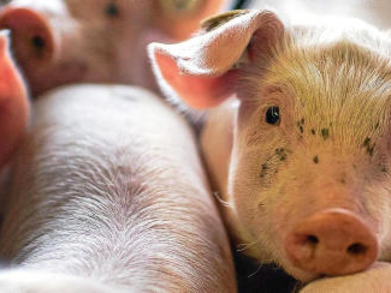 Tierschützer fordern: Ferkel sollen Ringelschwänze behalten dürfen