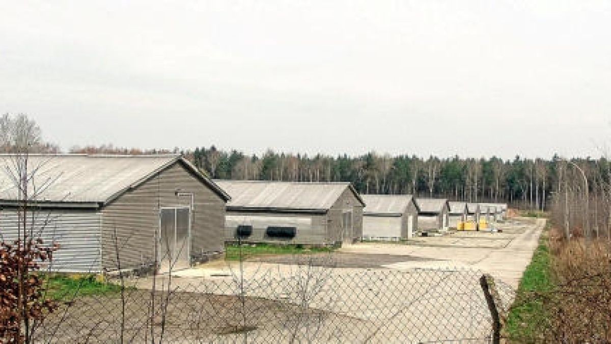 Neue Aufforstung bei ehemaliger Geflügelmast nahe Waldeck