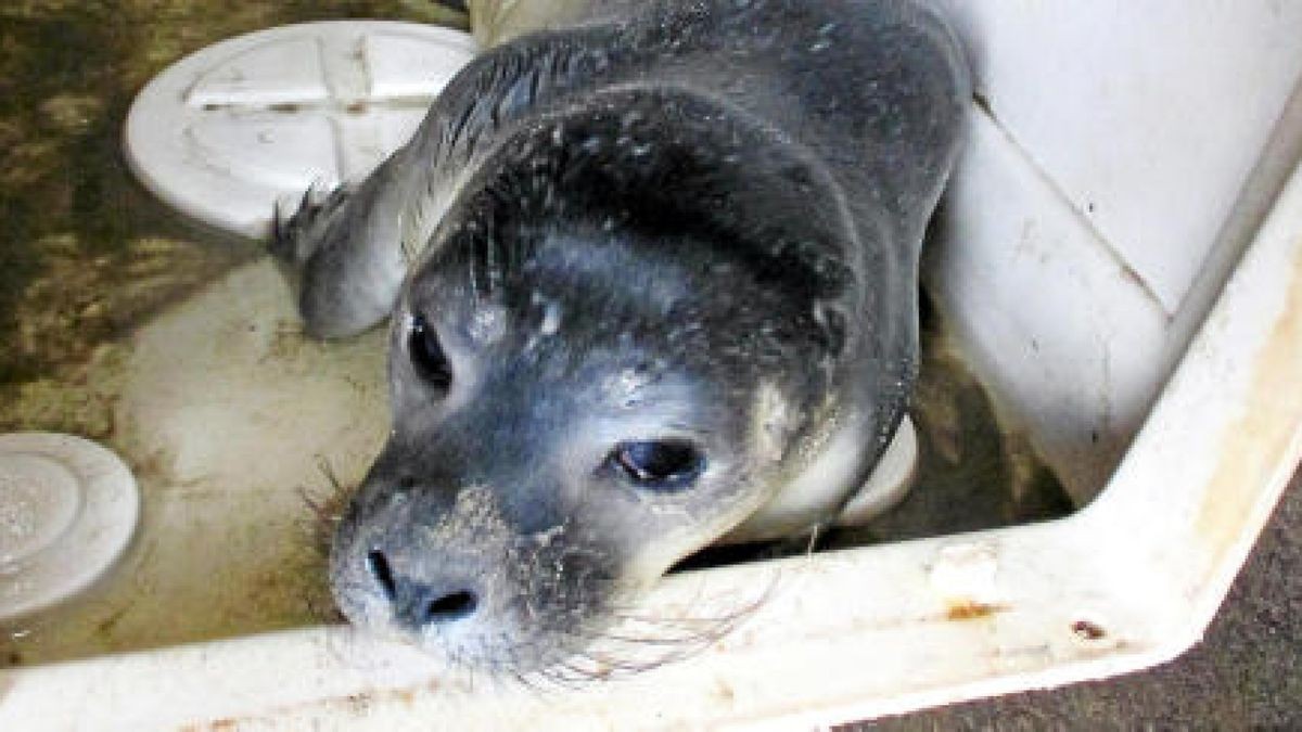 Seehund-Baby Rena hat Glück