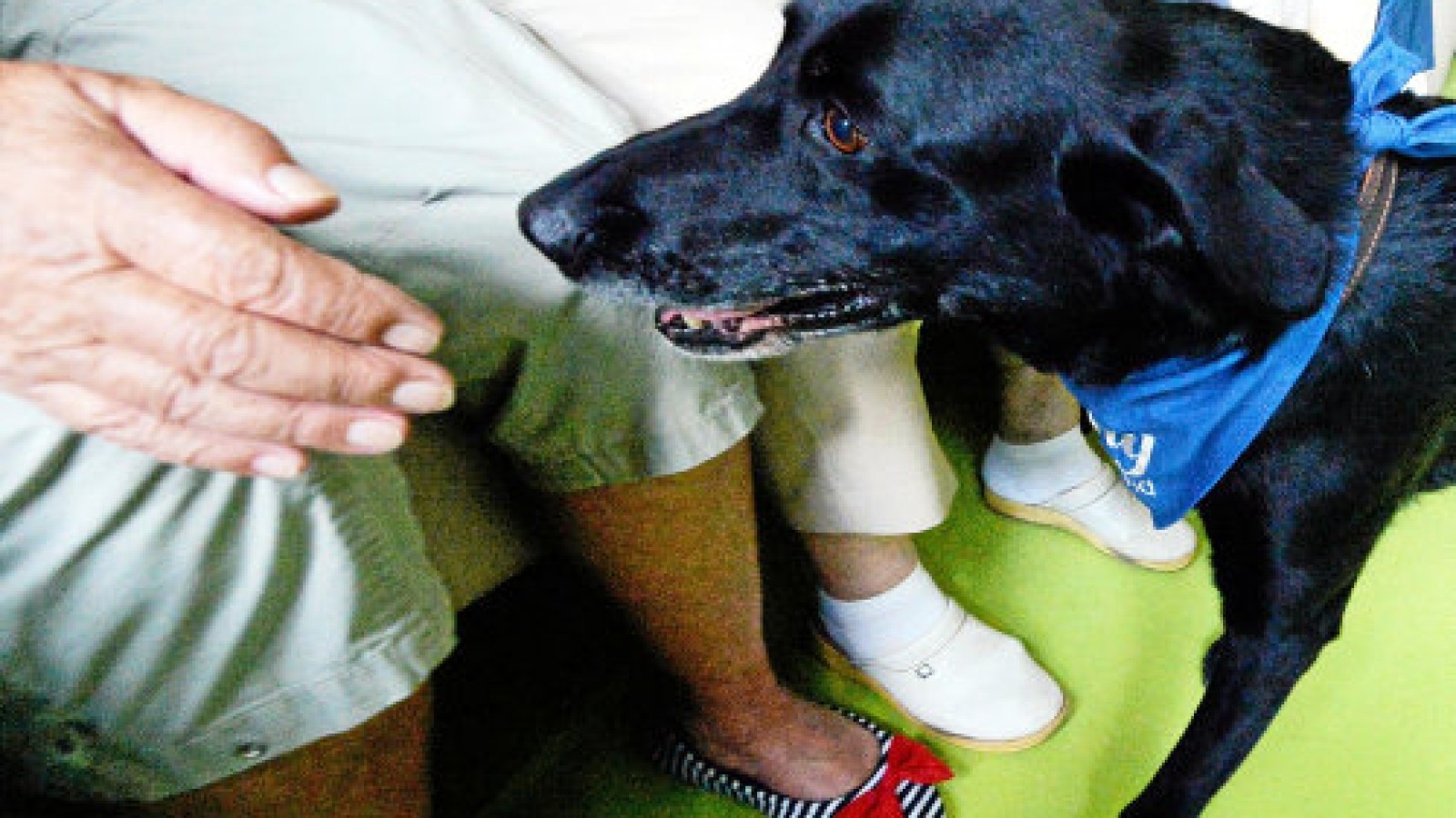 Jonny und Aaron machen froh: Erstmals Therapiehunde im Geraer Klinikum