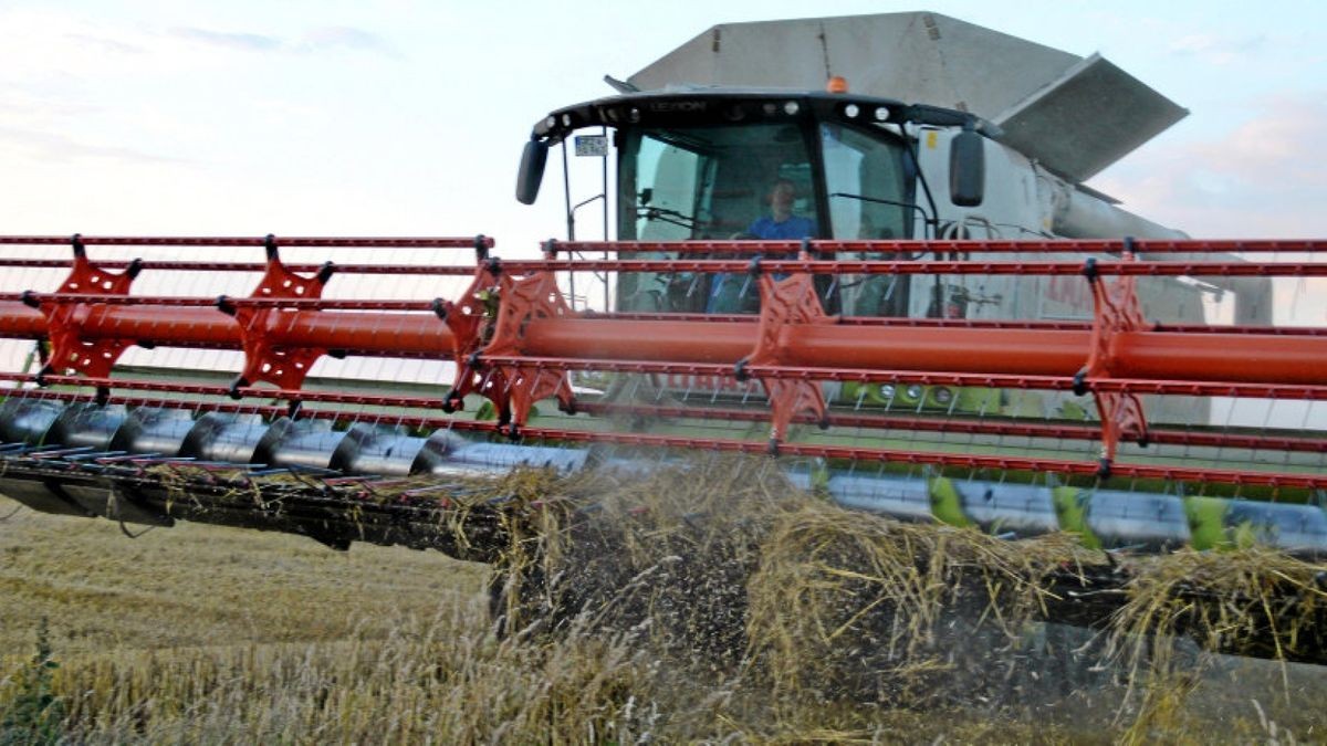 Rapsernte mit Beigeschmack