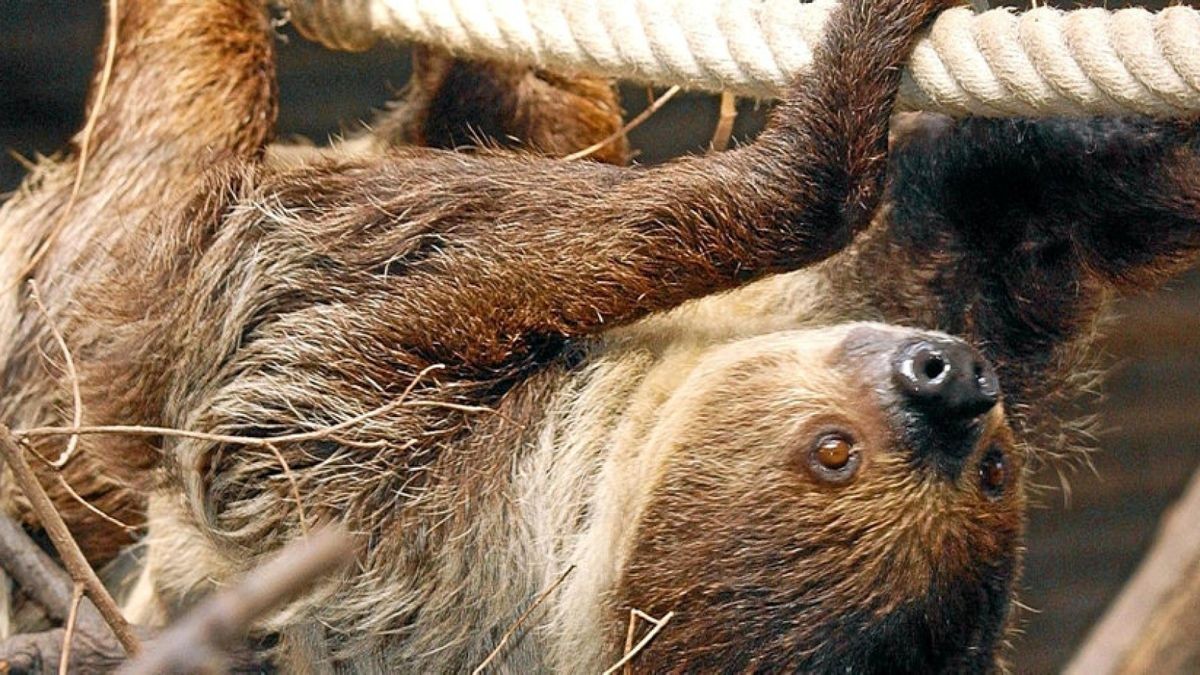 Einstiges Faultier der Uni Jena sorgt in Duisburg für Nachwuchs