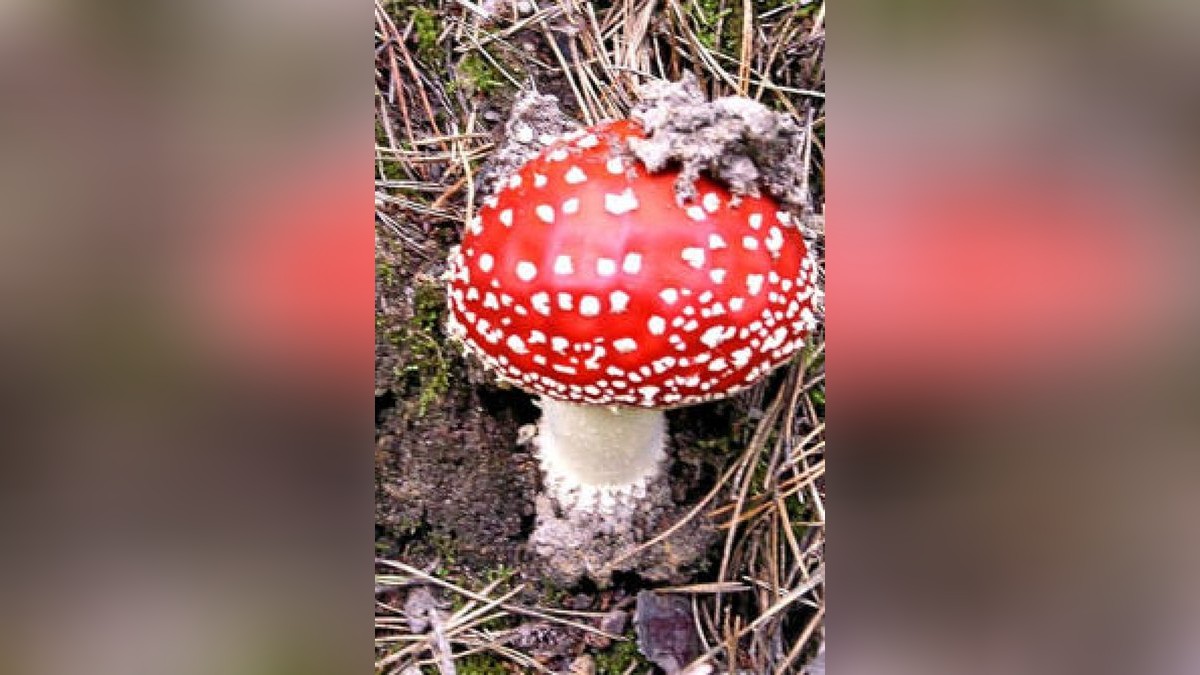 Die schönsten Pilz-Fotos unserer Leser