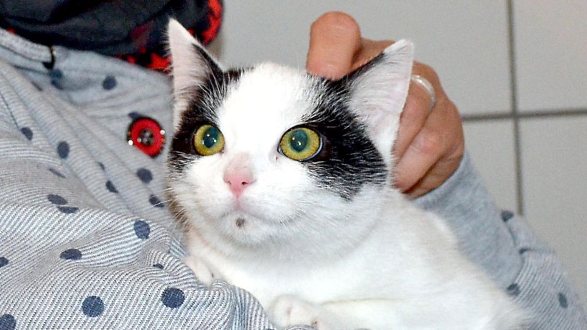 Kätzchen wurde aus dem Auto geworfen