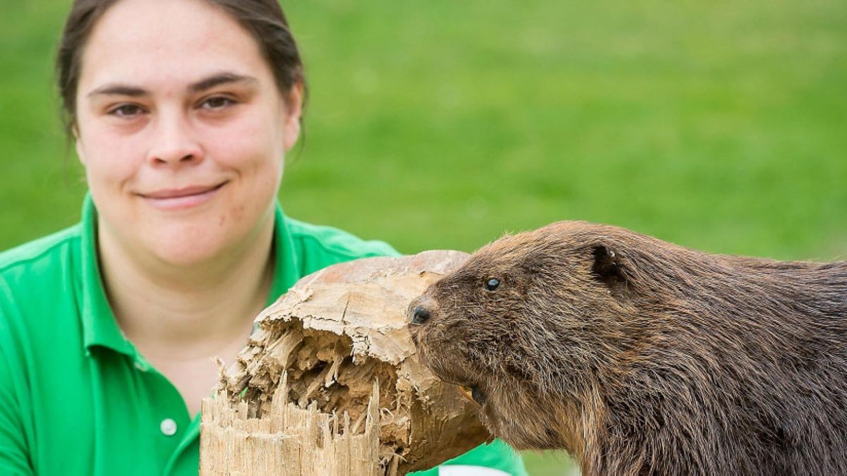 Biologin sagt, der Biber kommt zurück an die Unstrut