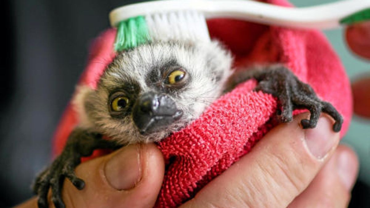 Katta-Äffchen hat neuen Ziehvater