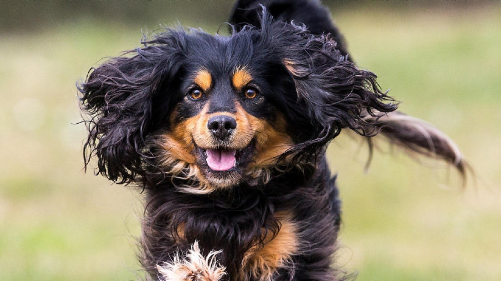 Zum Sommerfest im Tierheim Erfurt wird der schönste Hund gesucht