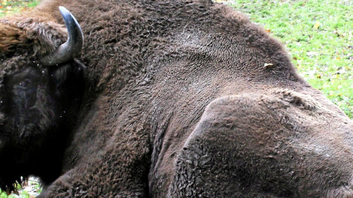 Wisent-Bulle im Tierpark Gera erstickt - Tier hat sich beim Fressen ...