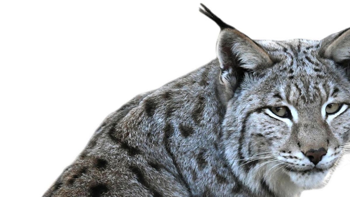 Luchs bei Schöngleina gesichtet