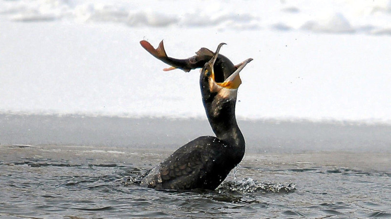 Kormorane fressen Fluss fast forellenfrei